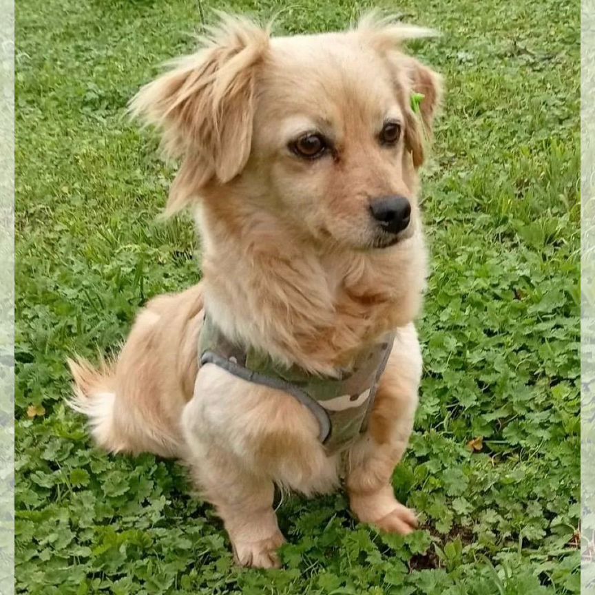 Взрослая собака в добрые руки