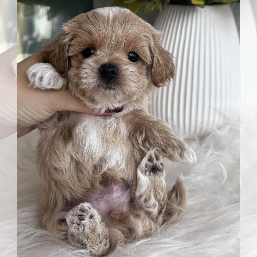 Мини мальчик мальтипу ф1 корея и китай