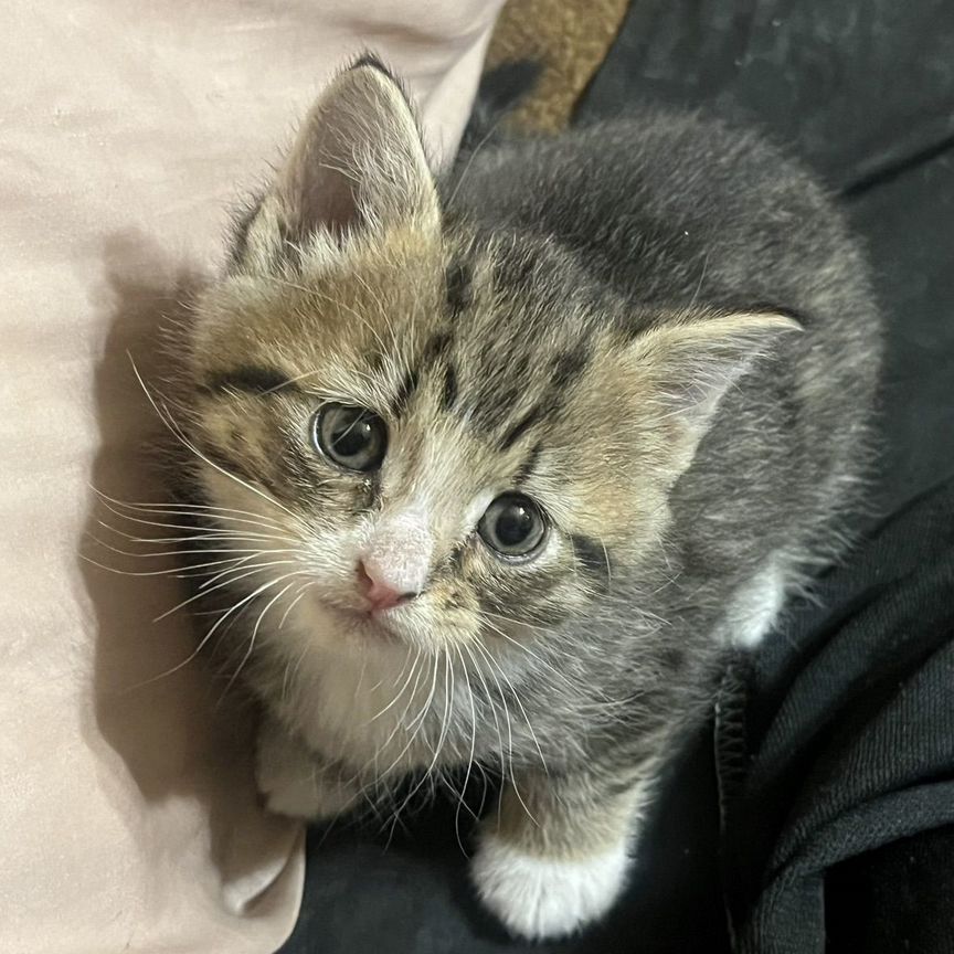 Отдам в хорошие руки