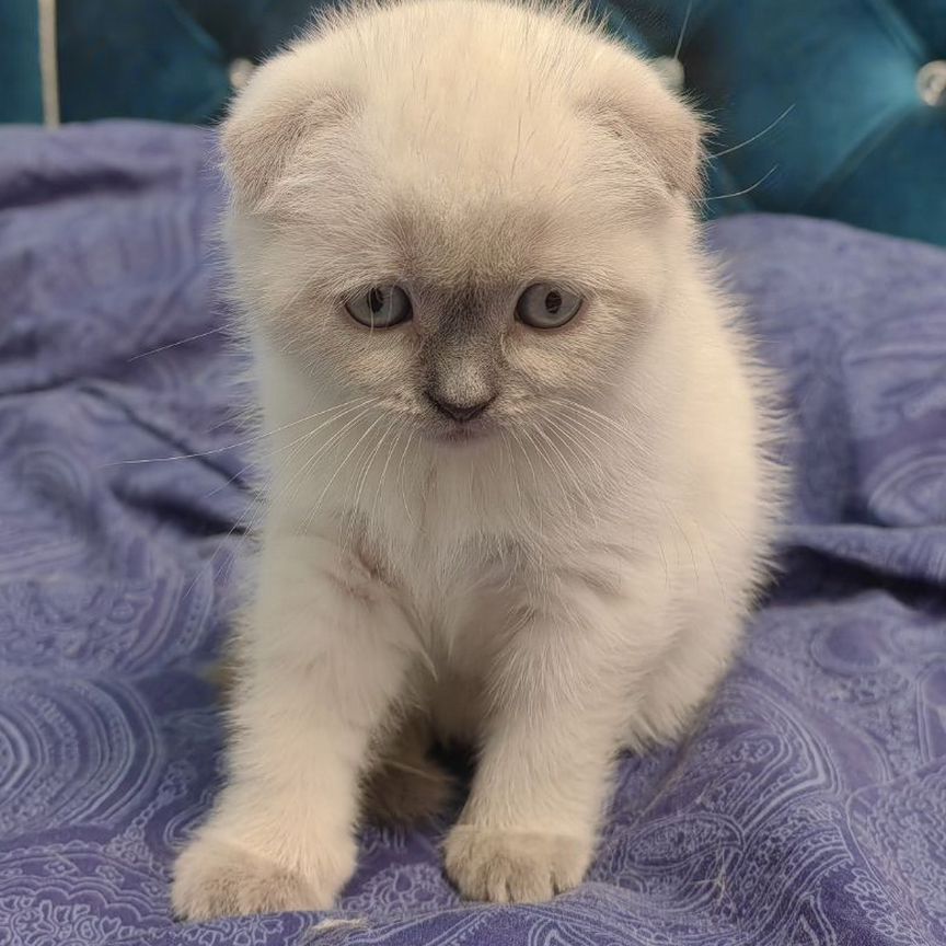 Шотландские вислоухе котята