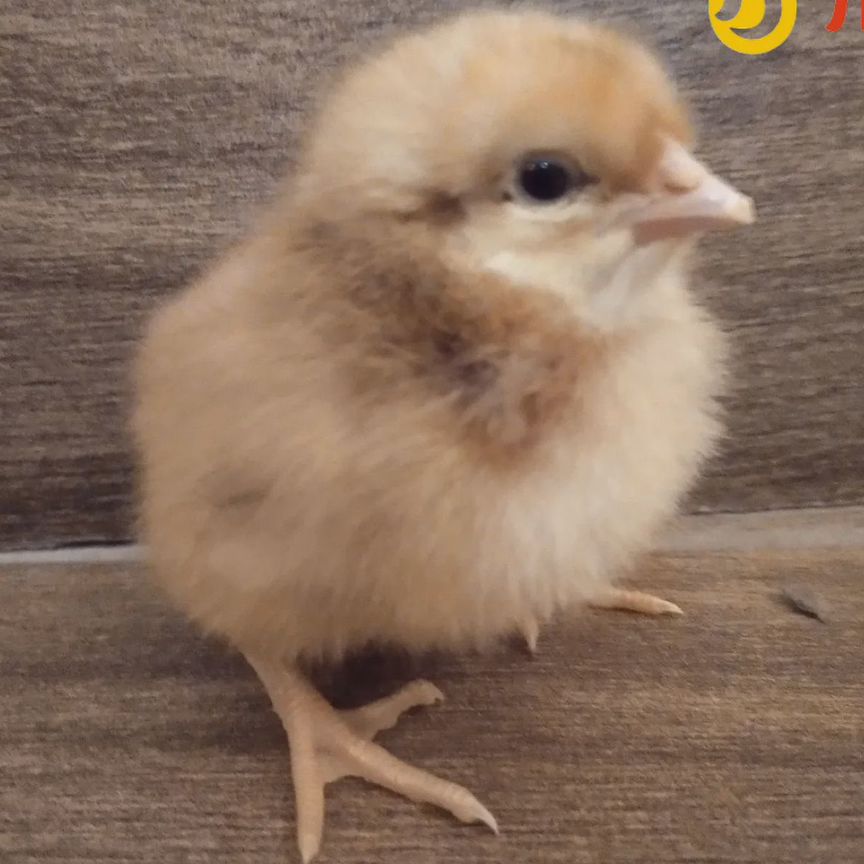 Цыплята Редбро