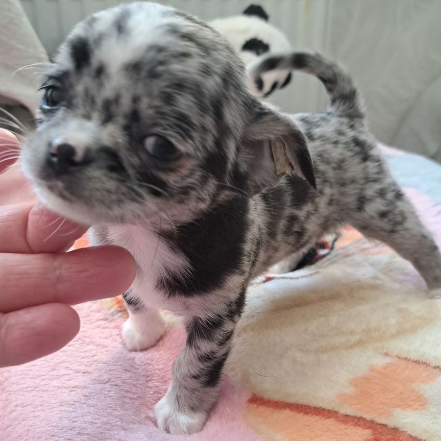 Чихуахуа, щенок