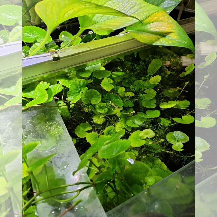 Гидрокотила белоголовпя