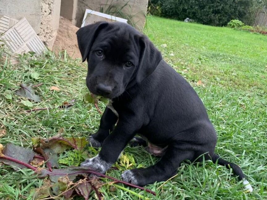 Щенки курцхаара