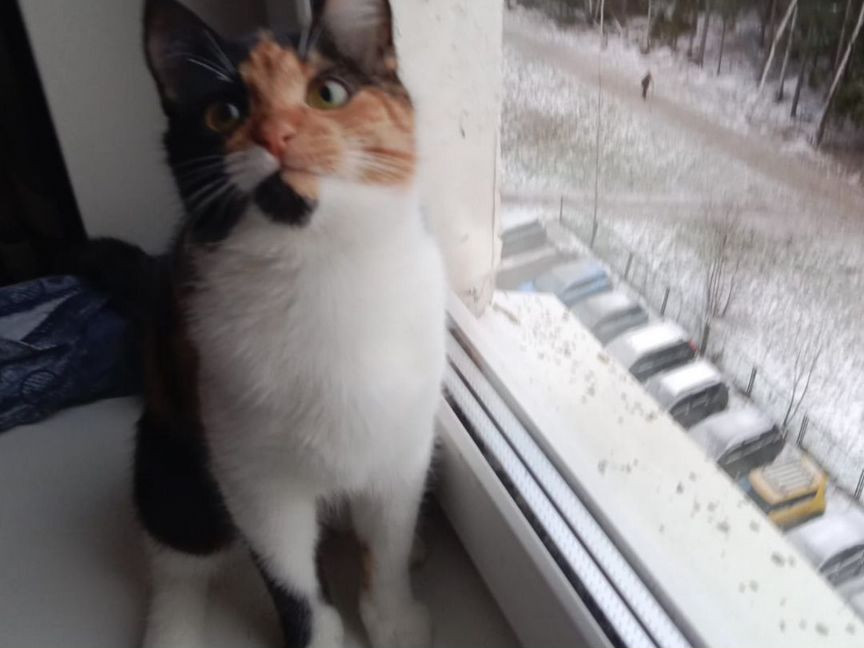 Кошка