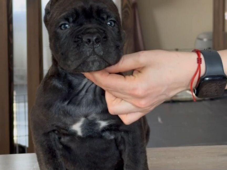 Кане Корсо - кобели яркие тигры