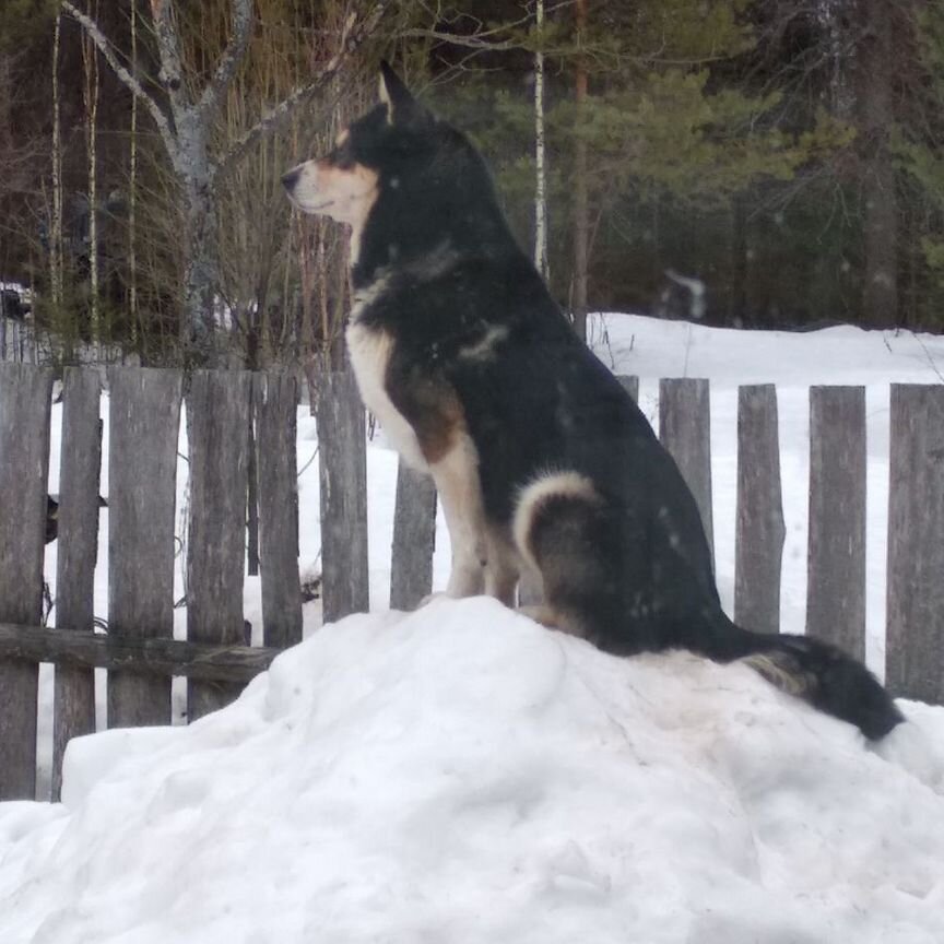 Восточно сибирская лайка