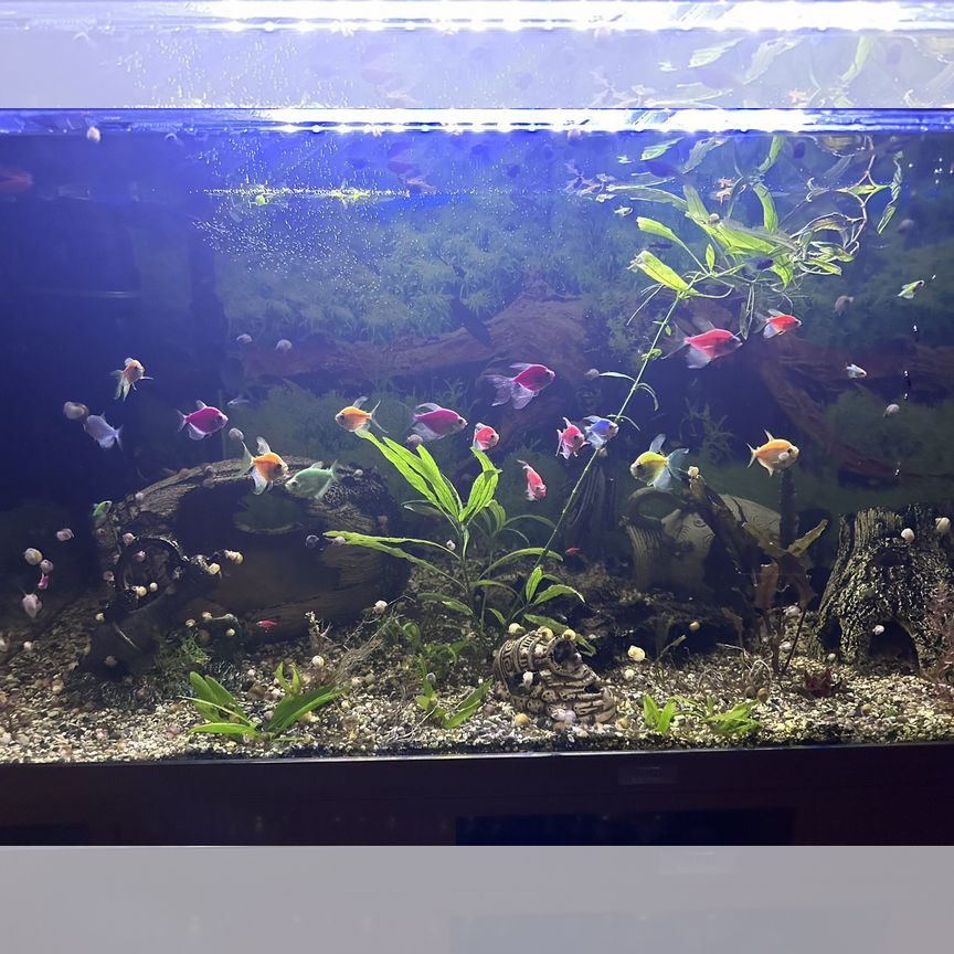 Улитки ампулярии разноцветные