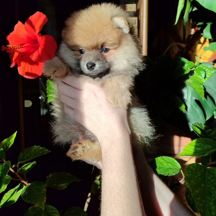 Померанский шпиц, щенок