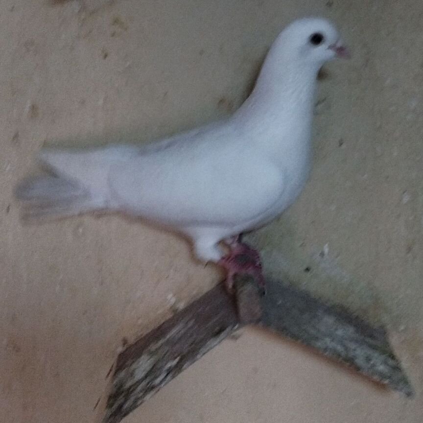 Продам домашних голубей