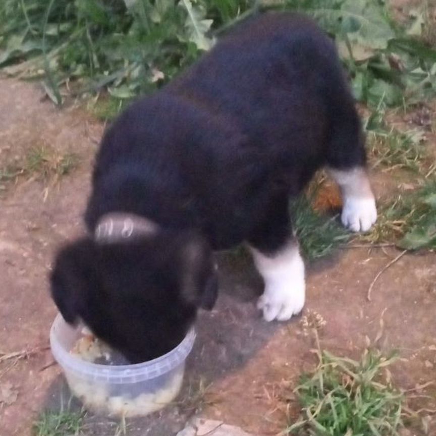 Девочка дворняжка