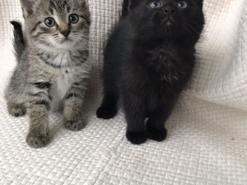 Котята очаровашки 2 мес