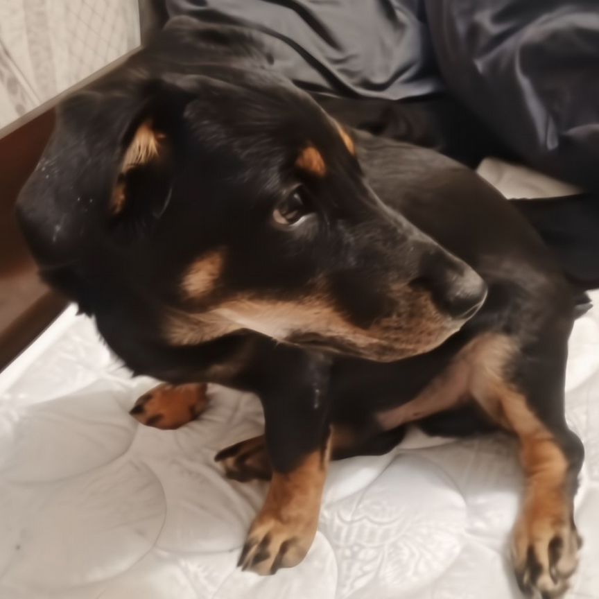 Щенок в добрые руки