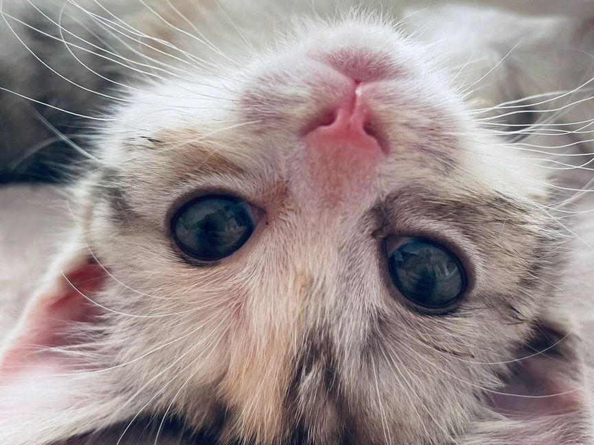 Отдам бесплатно котенка