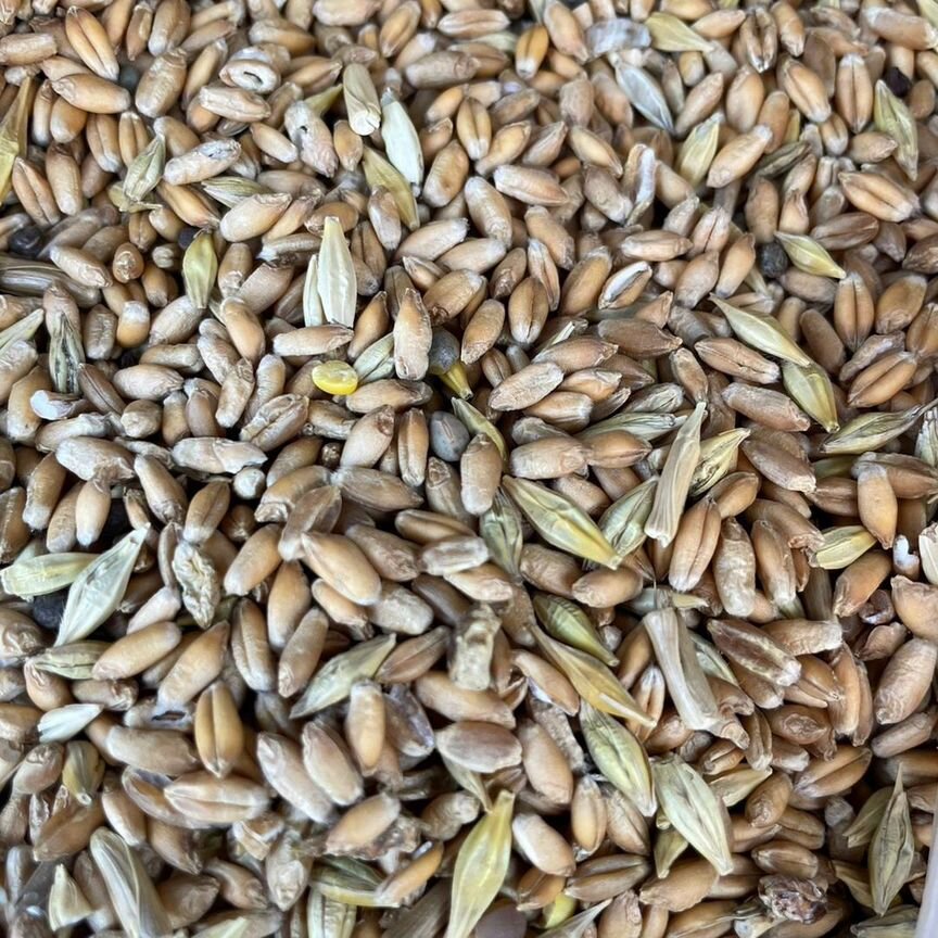 Кормосмесь Пшеница, Ячмень, Вика