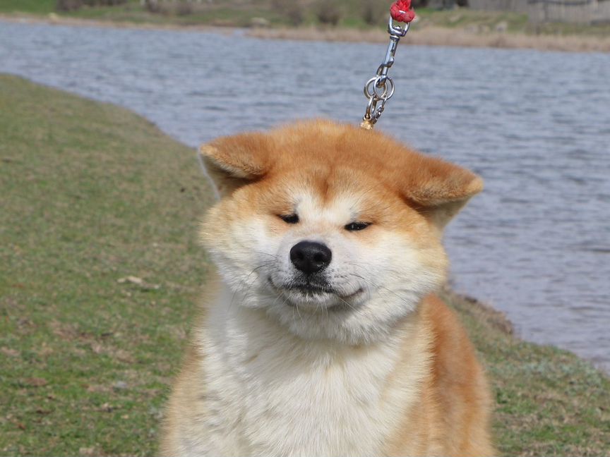 Подрощенный мальчик японской Акиты