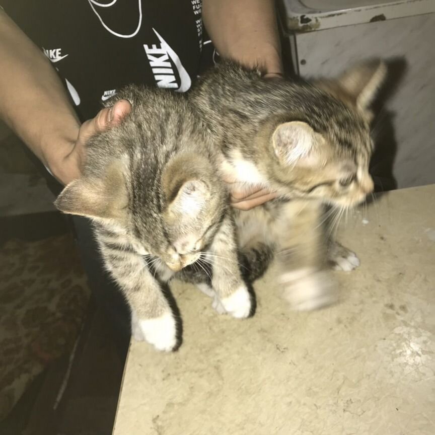 Котята в добрые руки