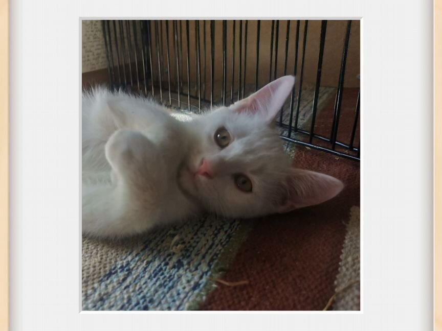 Котята турецкой ангоры