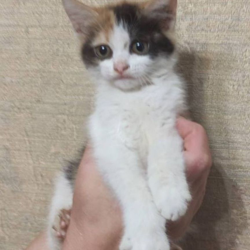 Маленькая кошечка