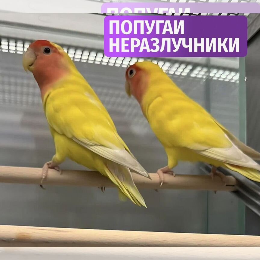 Попугаи Неразлучники