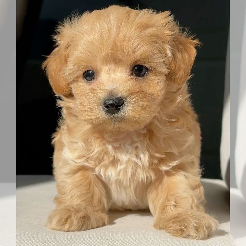 Мальтипу, щенок