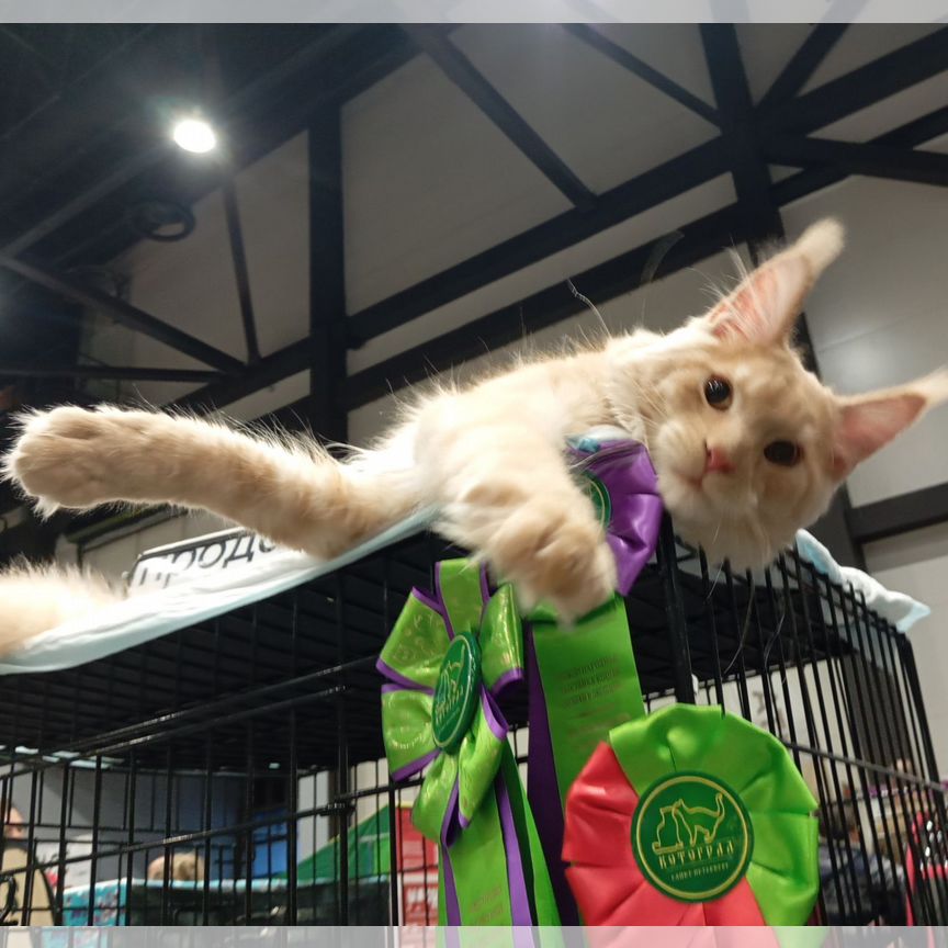 Мейн-кун котёнок