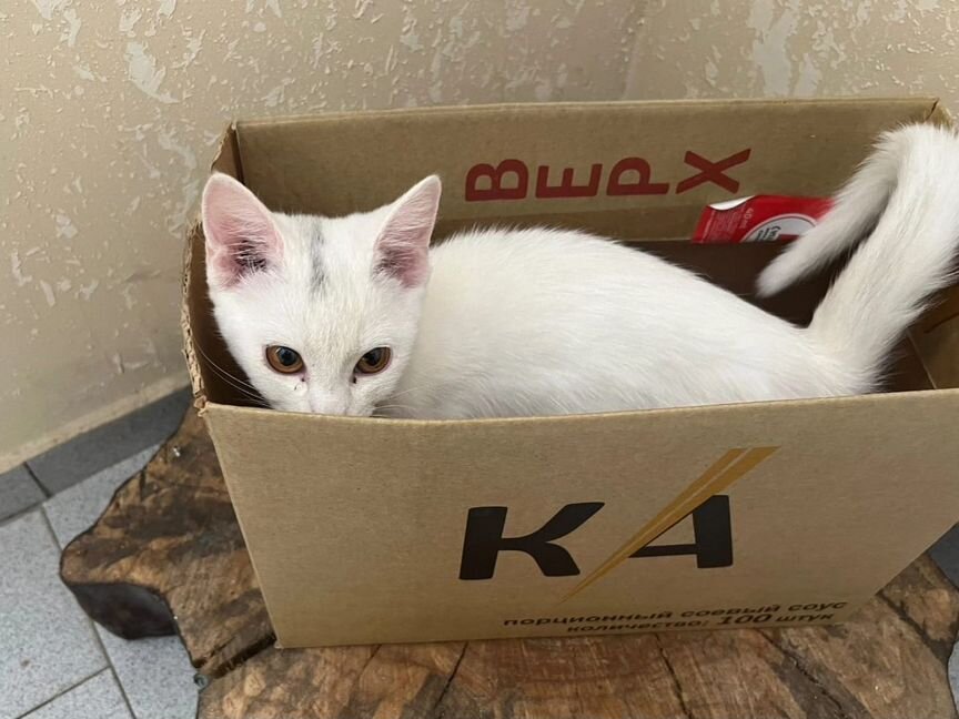 Котенок. Девочка. Михайловск. найдена