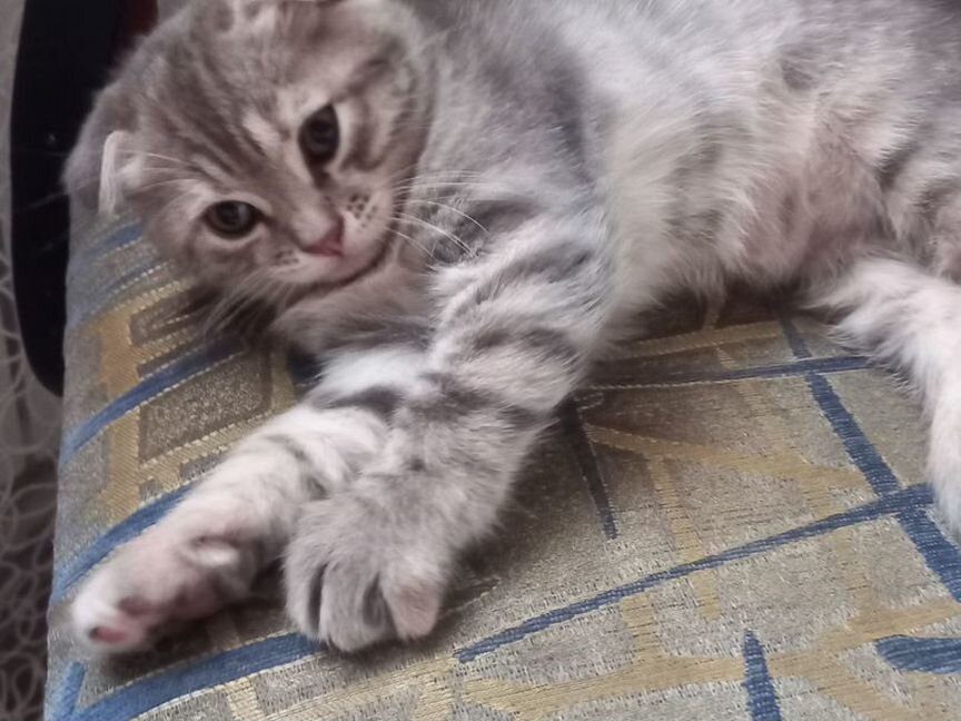 Котенок девочка