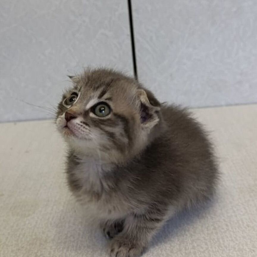 Котята мальчики и девочки вислоухие дымчатые