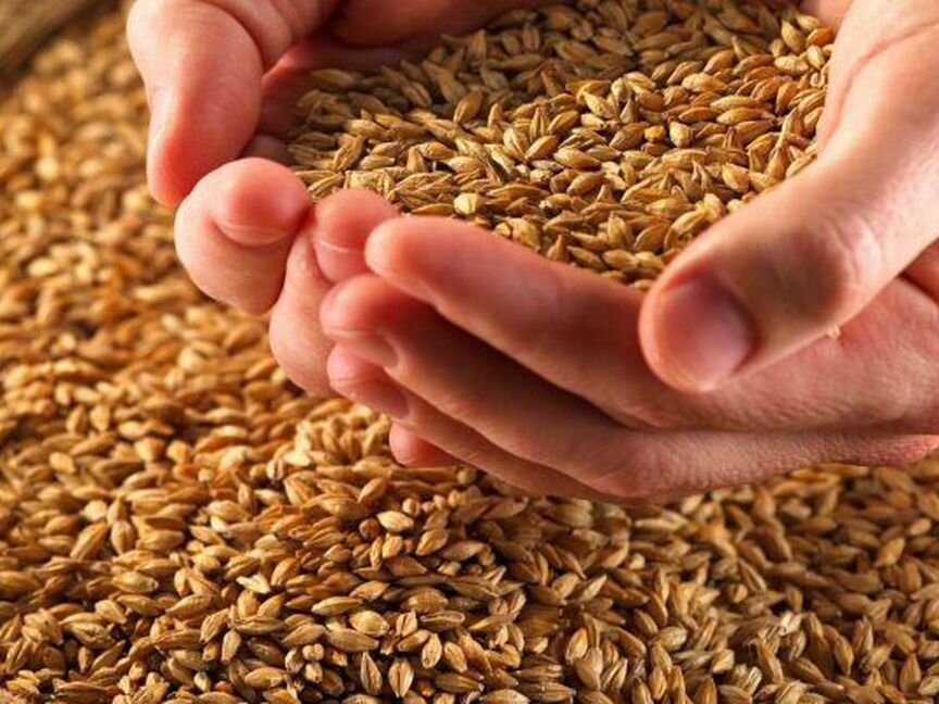 Рожь от 25 тонн