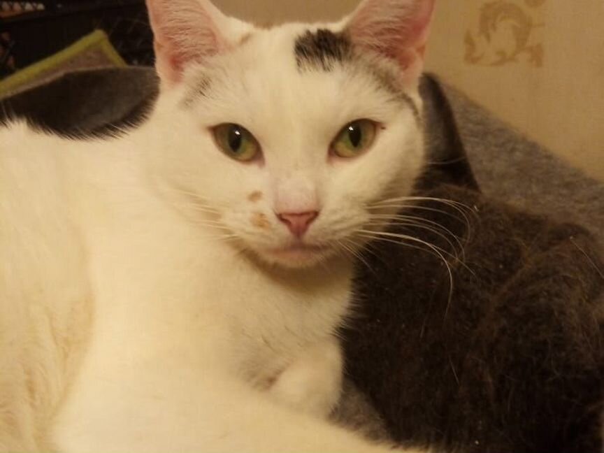 Кошка про любовь
