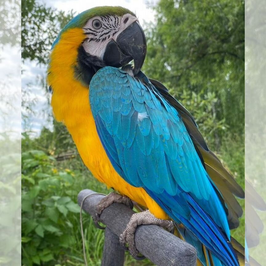 Попугай девочка