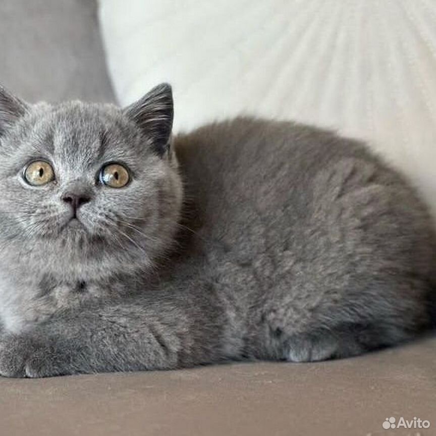 Британские котята
