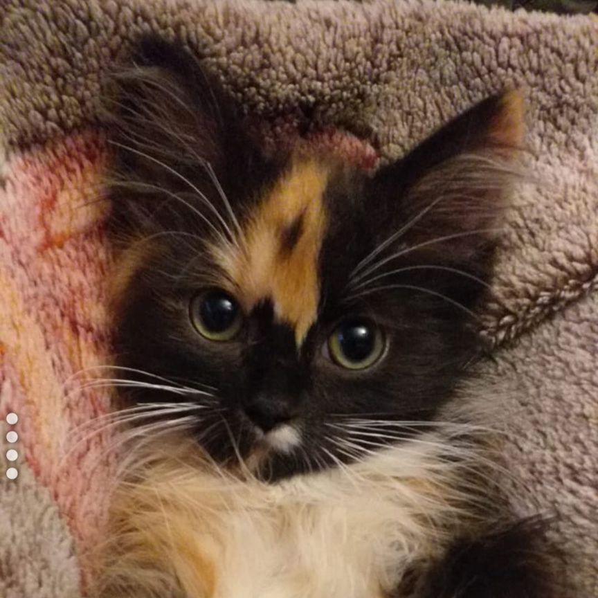 Котенок ищет заботливых хозяев