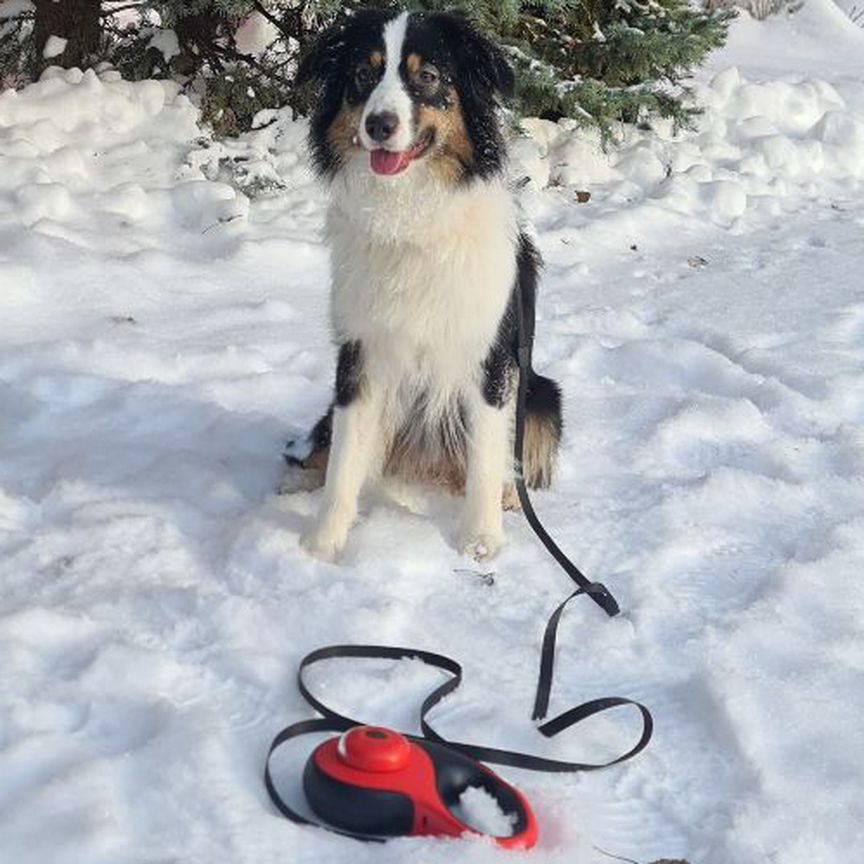 Австралийская овчарка, взрослая собака