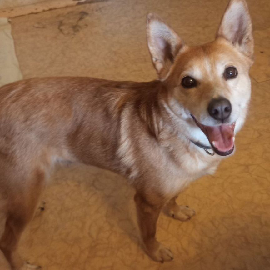 Взрослая собака в добрые руки