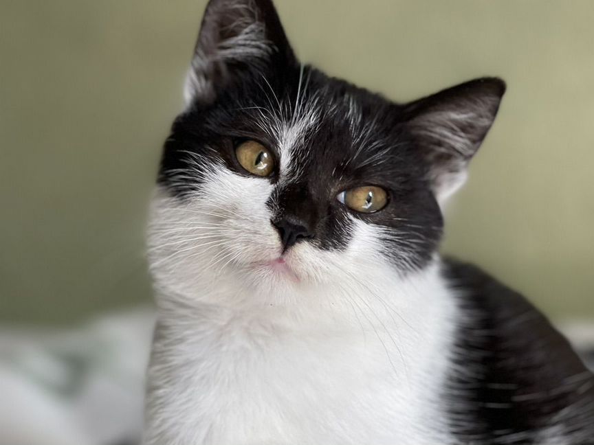 Отдам в добрые руки