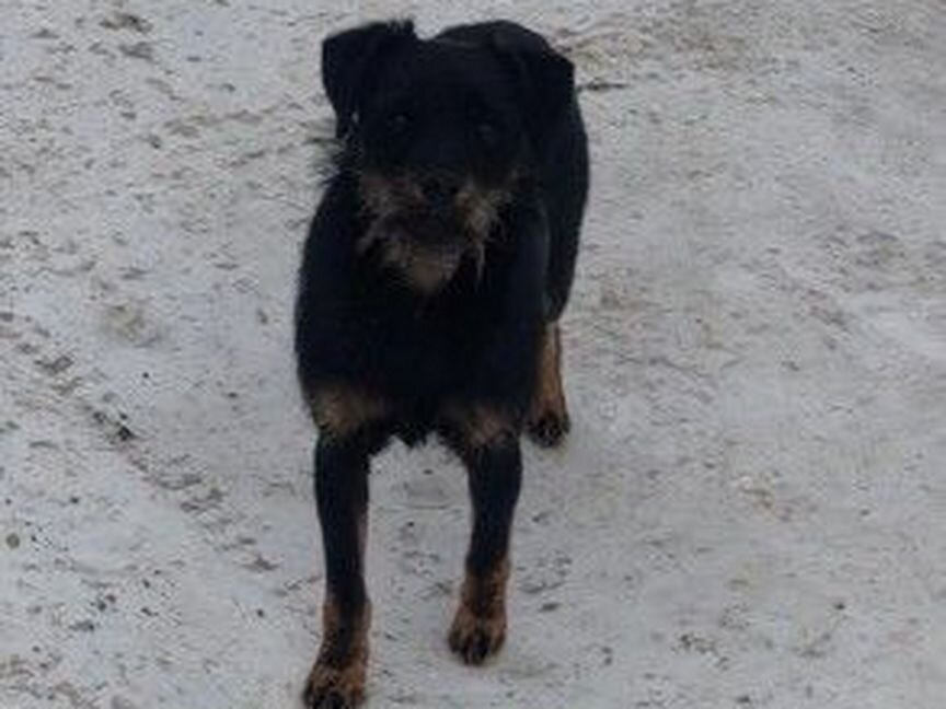 Маленького пёсика выставили на улицу