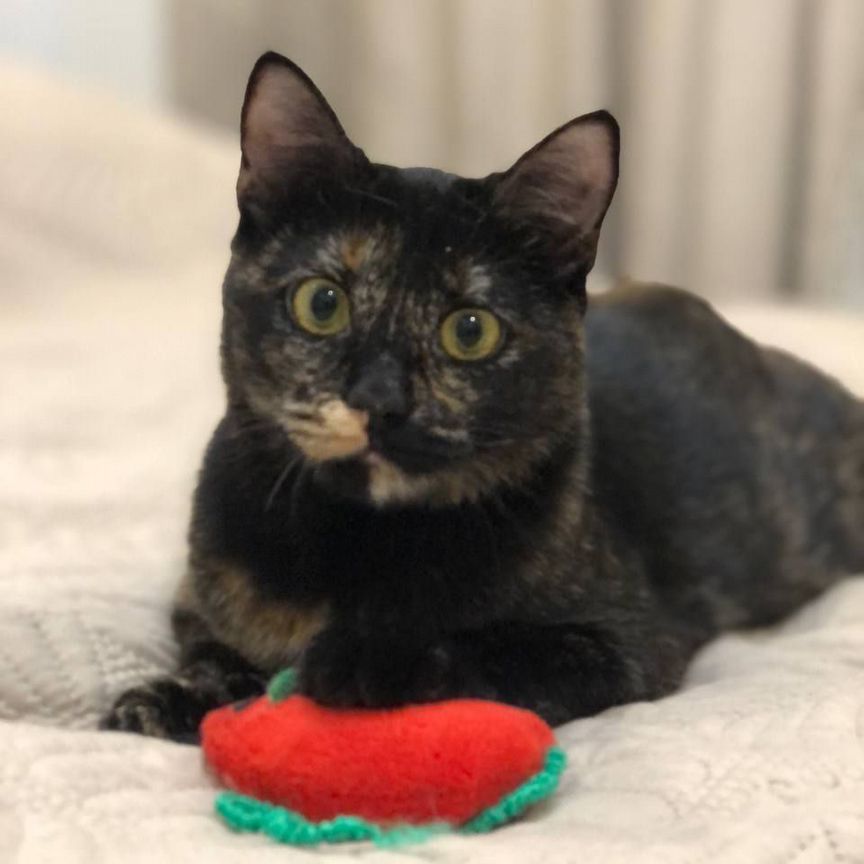 Классная коша в добрые руки