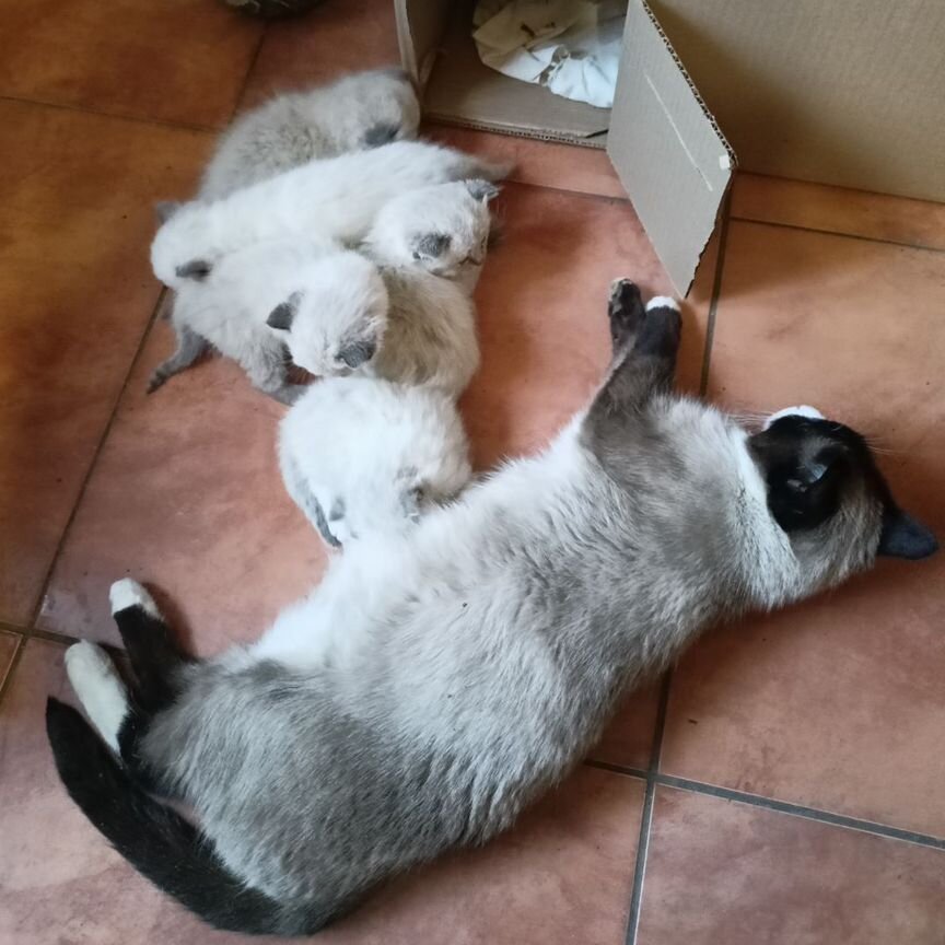 Отдадим маленьких пушистиков в хорошие руки)