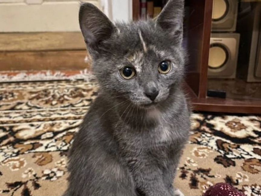 Ищем дом для красивого котёночка