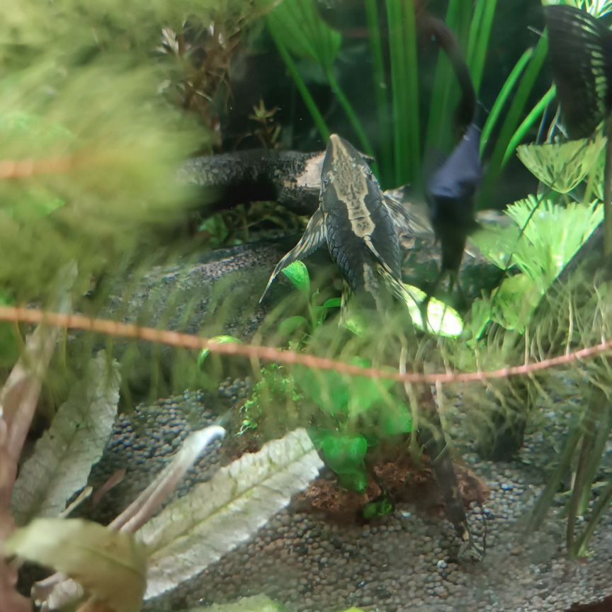 Стурисома панамская