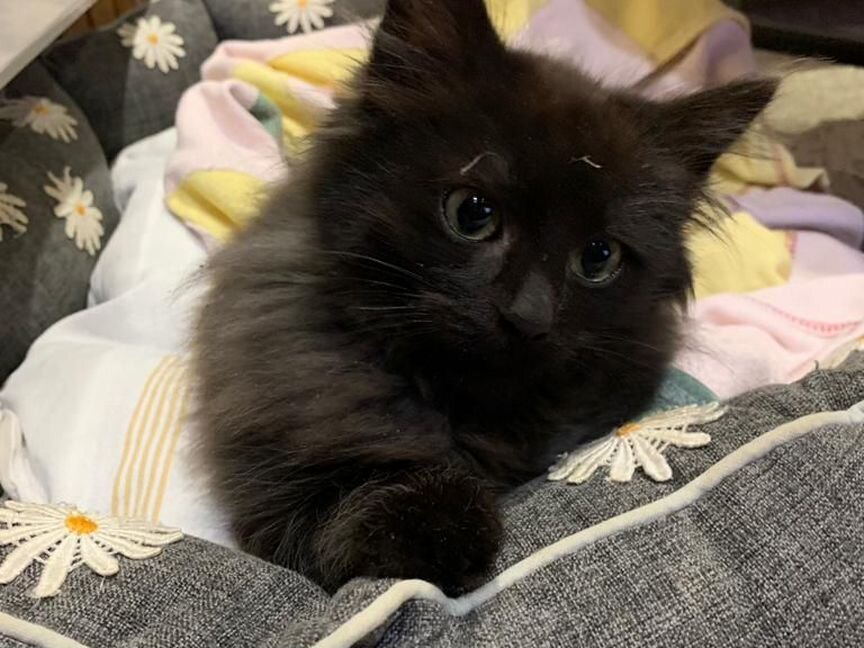 Пушистик Фима