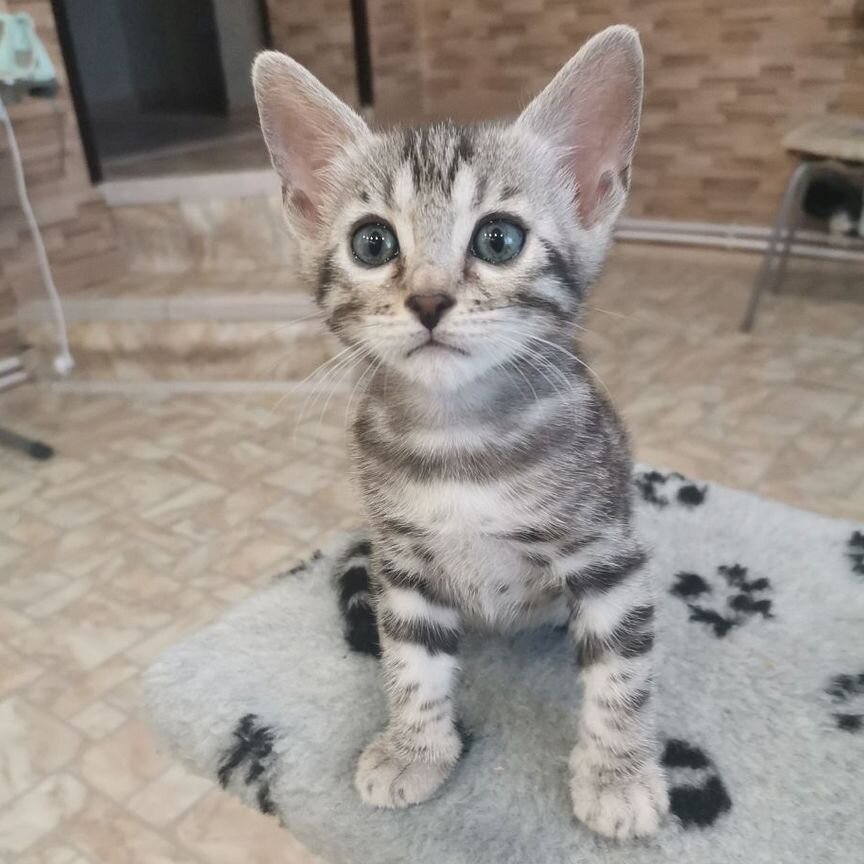 Бенгальские котята серебро