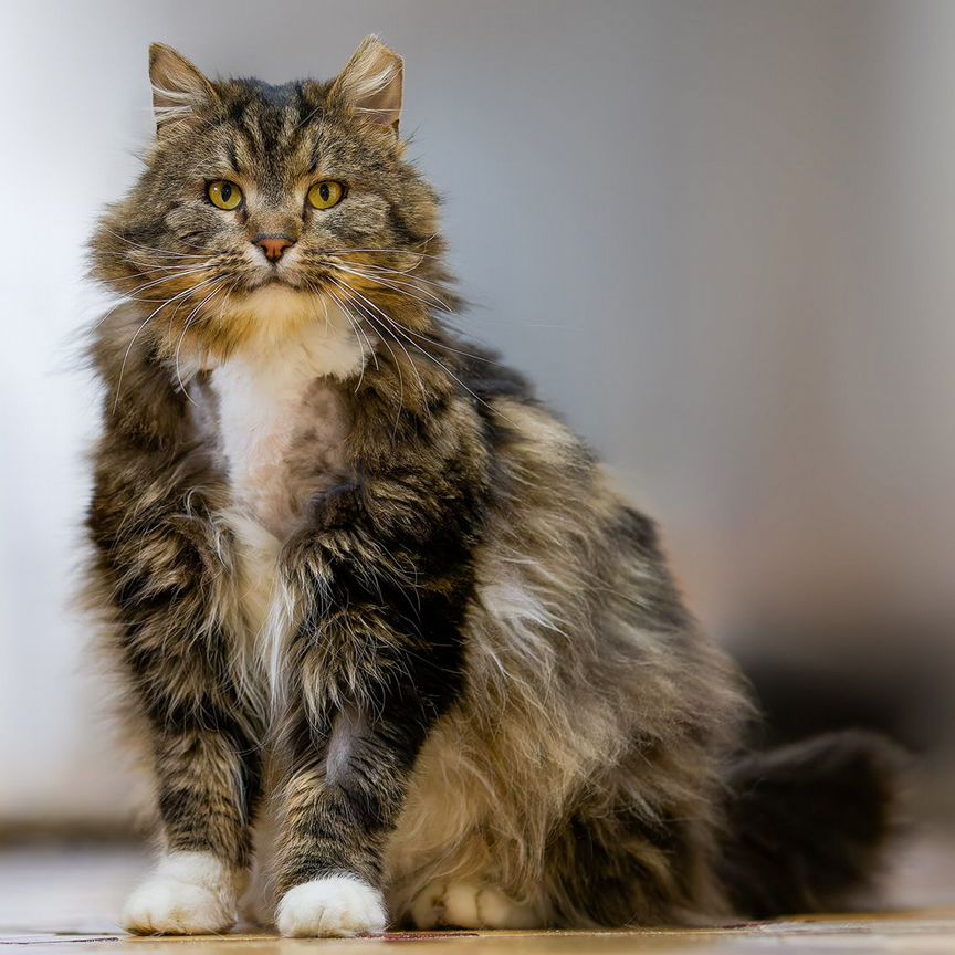 Сибирский, взрослый кот