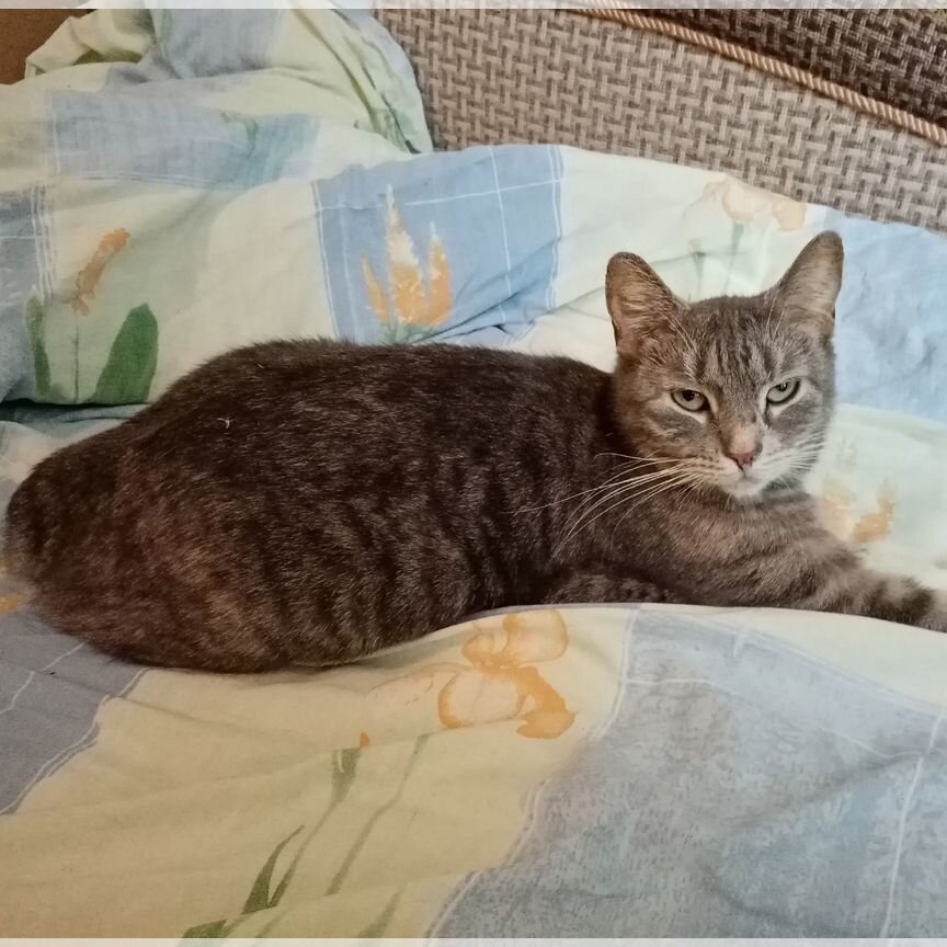 Взрослая, кошка в добрые руки