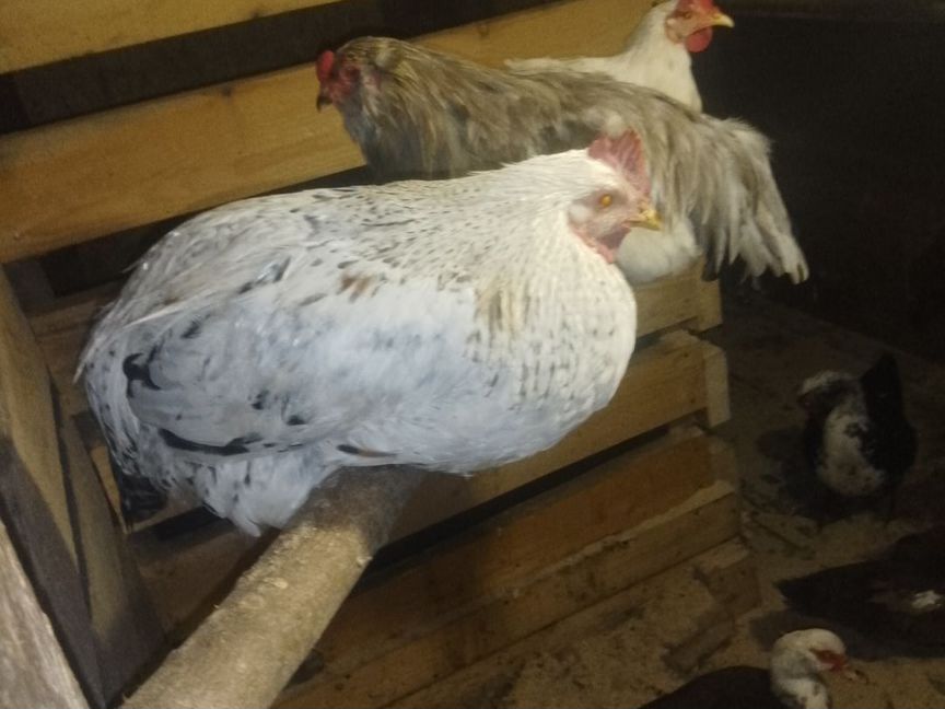 Куры петухи