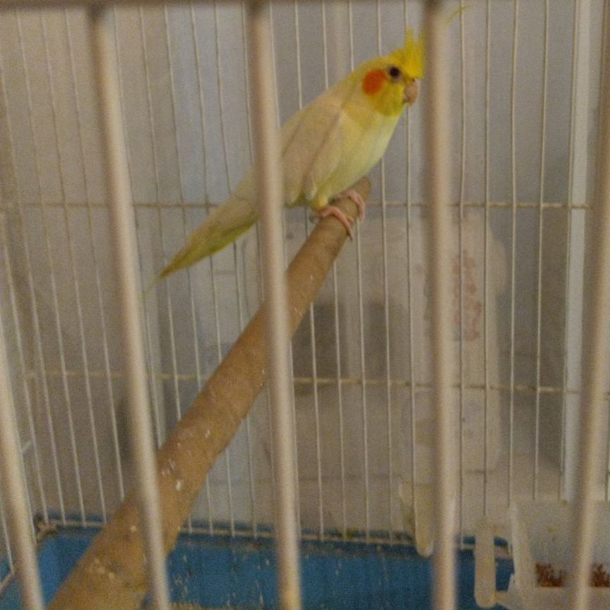 Попугай корелла с клеткой