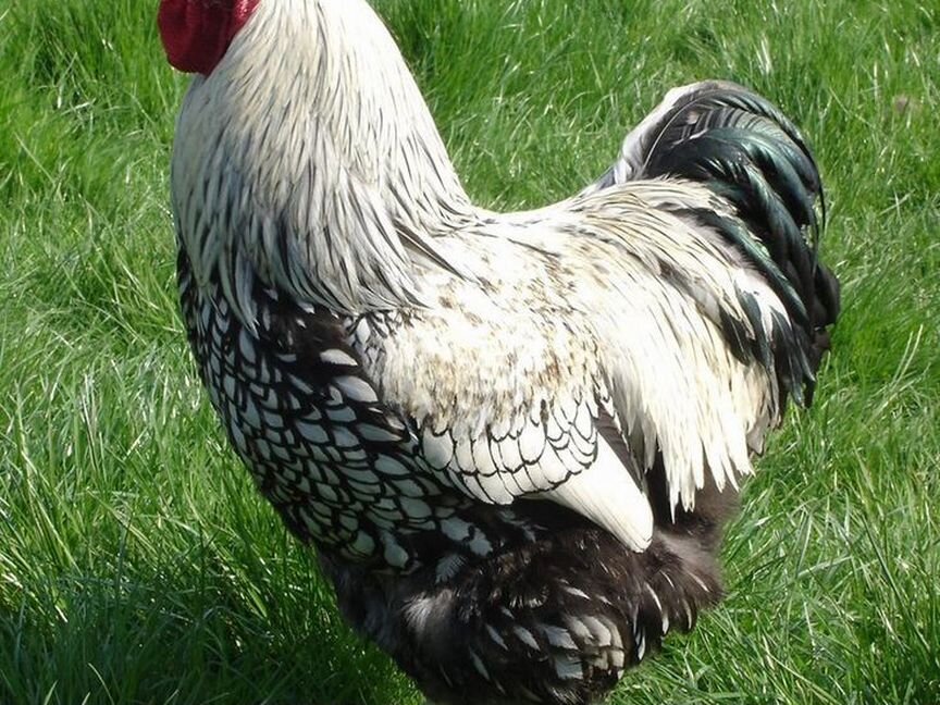 Элитные домашние молодые петухи 6-7 месяцев