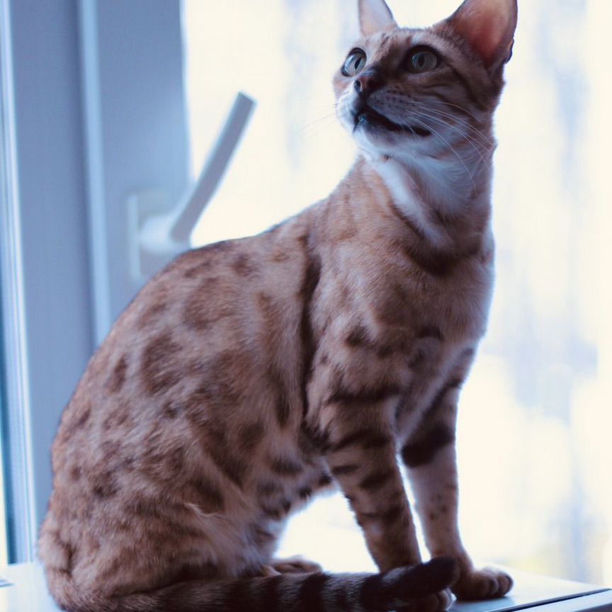 Бенгальская кошка